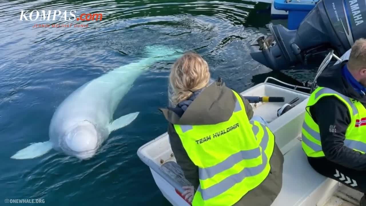 Berita Terkini Harian Paus Russia Terbaru Hari Ini - Kompas.com