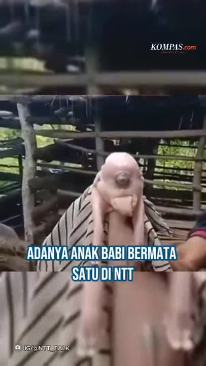 Video: Heboh soal Anak Babi Bermata Satu Lahir di NTT, Apa Penyebabnya?