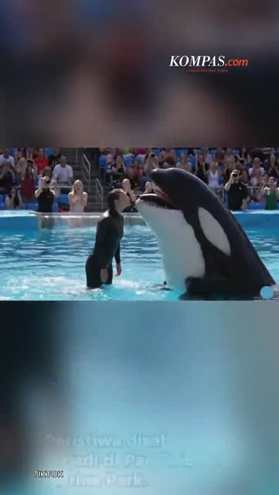 Video Jessica Radcliffe Tewas Diserang Paus Orca Rekayasa AI